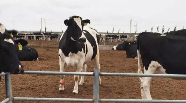 Cow pedometer module applied to pasture breeding management